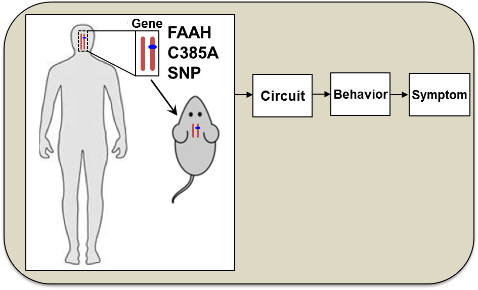 Genetic Variation That Affects Fear and Anxiety May Advance ...