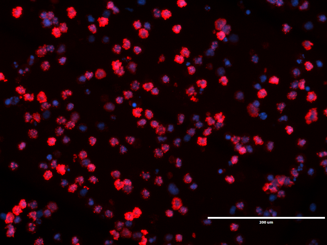 Understanding and Exploiting “Cell Identity Crisis” Provides Potential ...