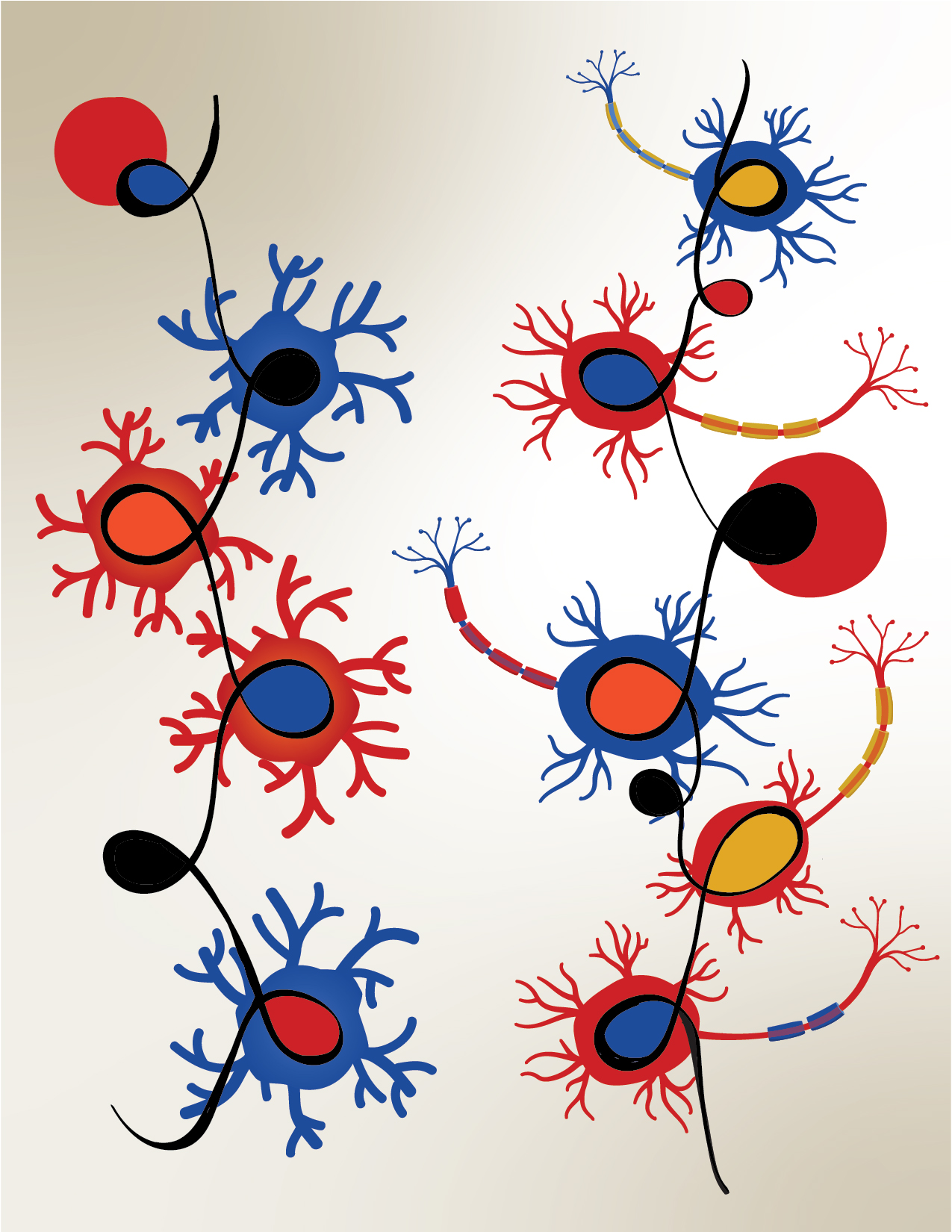 Study Brings Neuroscience a Step Closer to a High-Resolution Mammalian ...