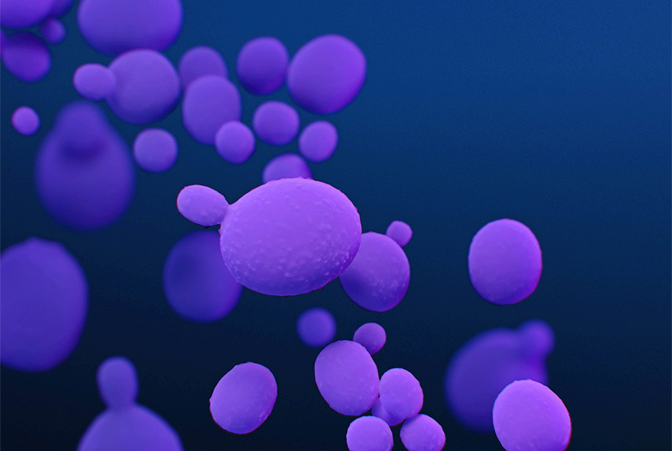 Fungi in the Gut Prime Immunity Against Infection | Newsroom | Weill ...