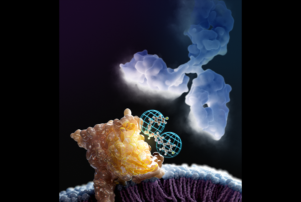 Virtual Screening Identifies Potential Small Molecule Drugs for Cancer ...