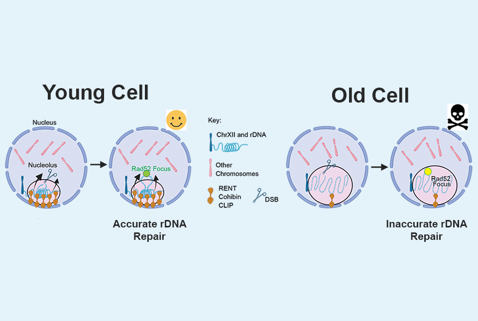 Fighting Aging by Staying Compact | Newsroom | Weill Cornell Medicine