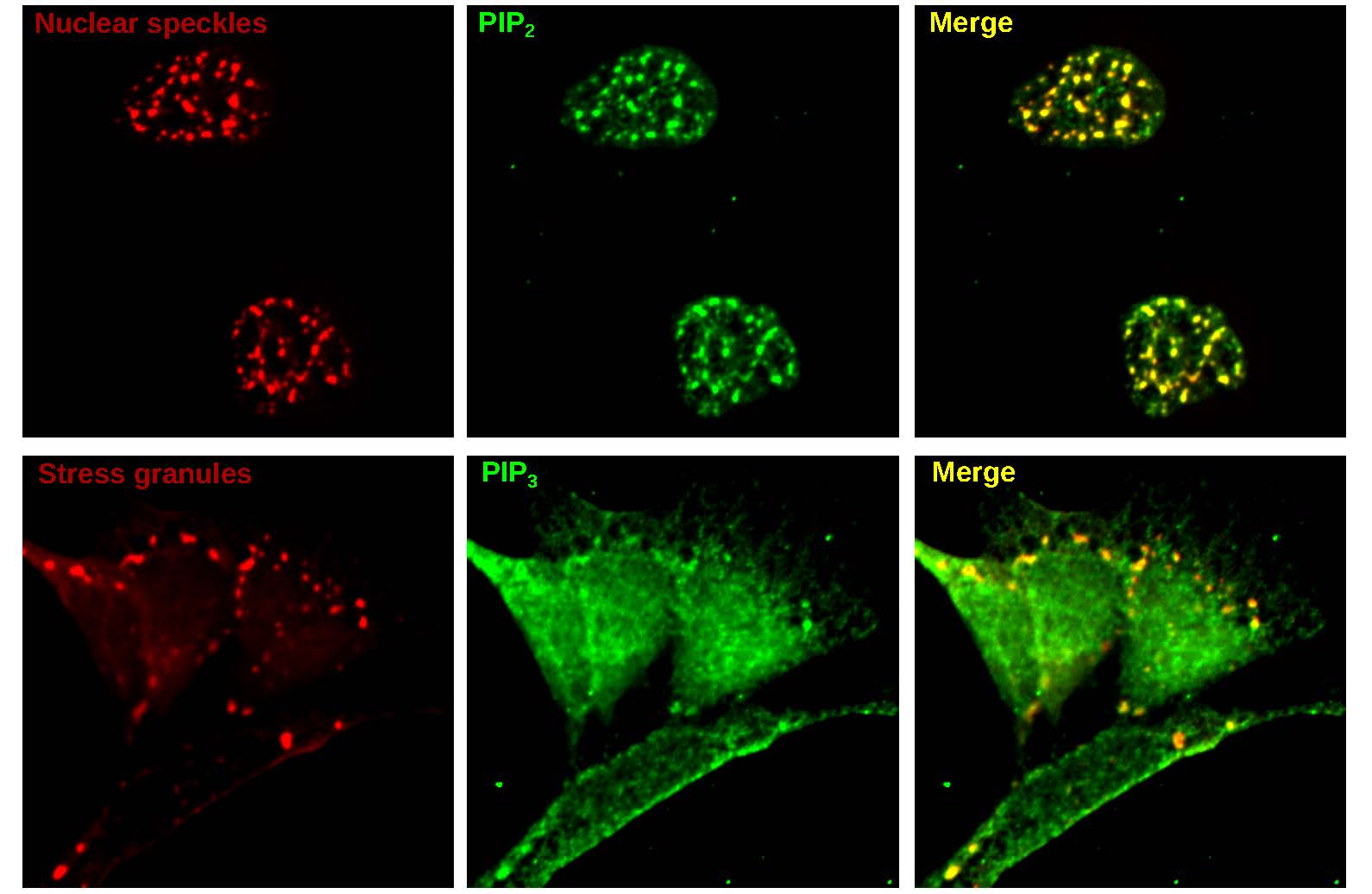 Discovery Reveals Lipid-Signaling Microdomains in Cells | Newsroom ...