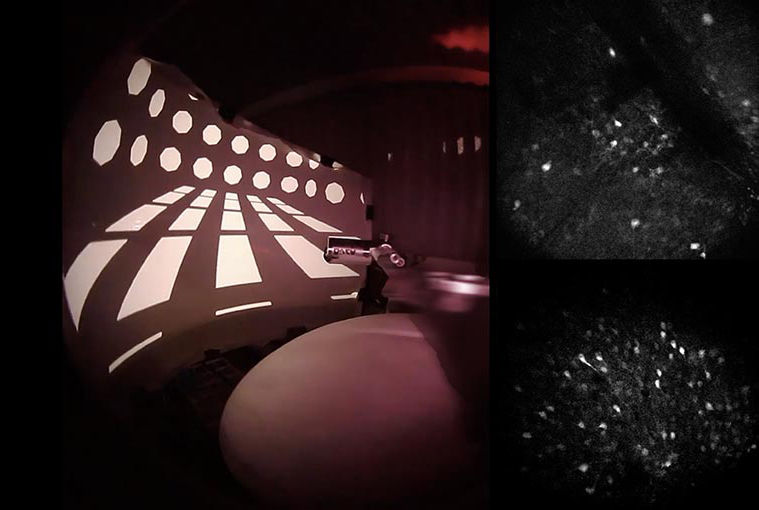 New Study Reveals Where Memory Fragments are Stored | Newsroom | Weill ...