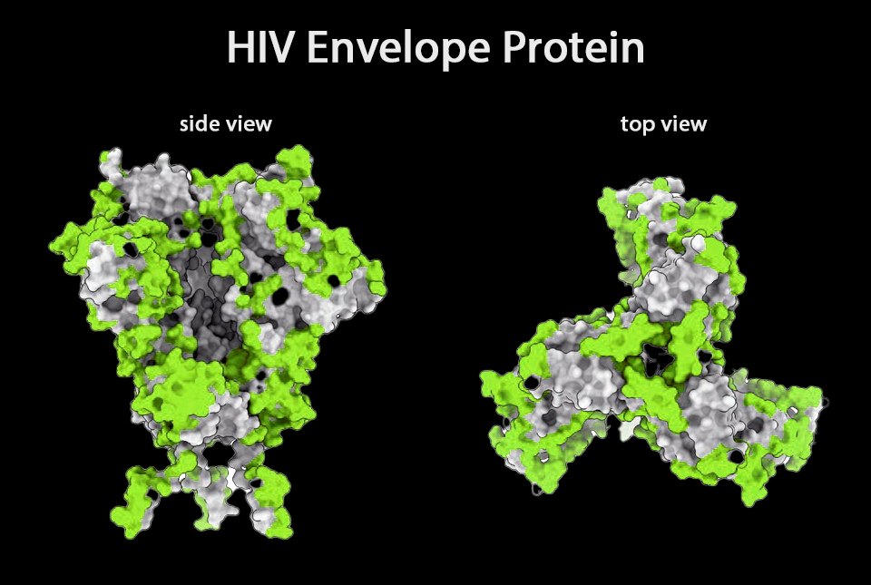 The Quest for an HIV Vaccine | Newsroom | Weill Cornell Medicine