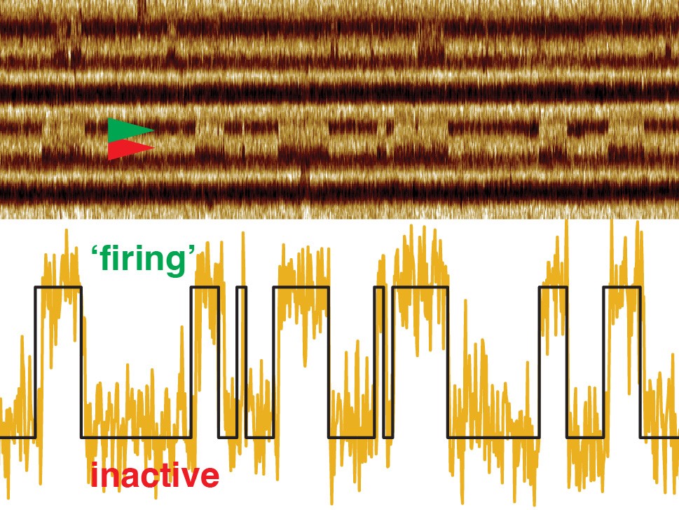 Illuminating a Biological Light Switch | Newsroom | Weill Cornell Medicine