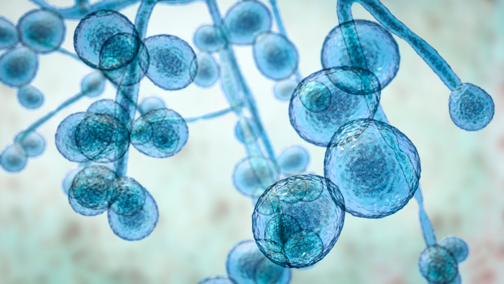 Grant Funds Study of the Role of Fungi in Cancer Development and ...
