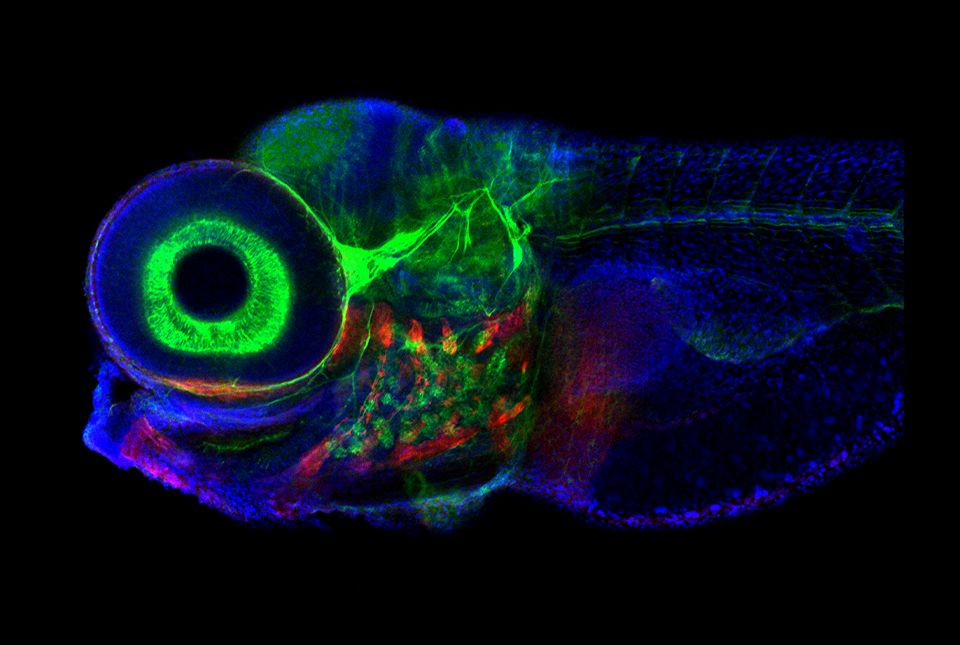 New Model of Neuronal Circuit Provides Insight on Eye Movement ...